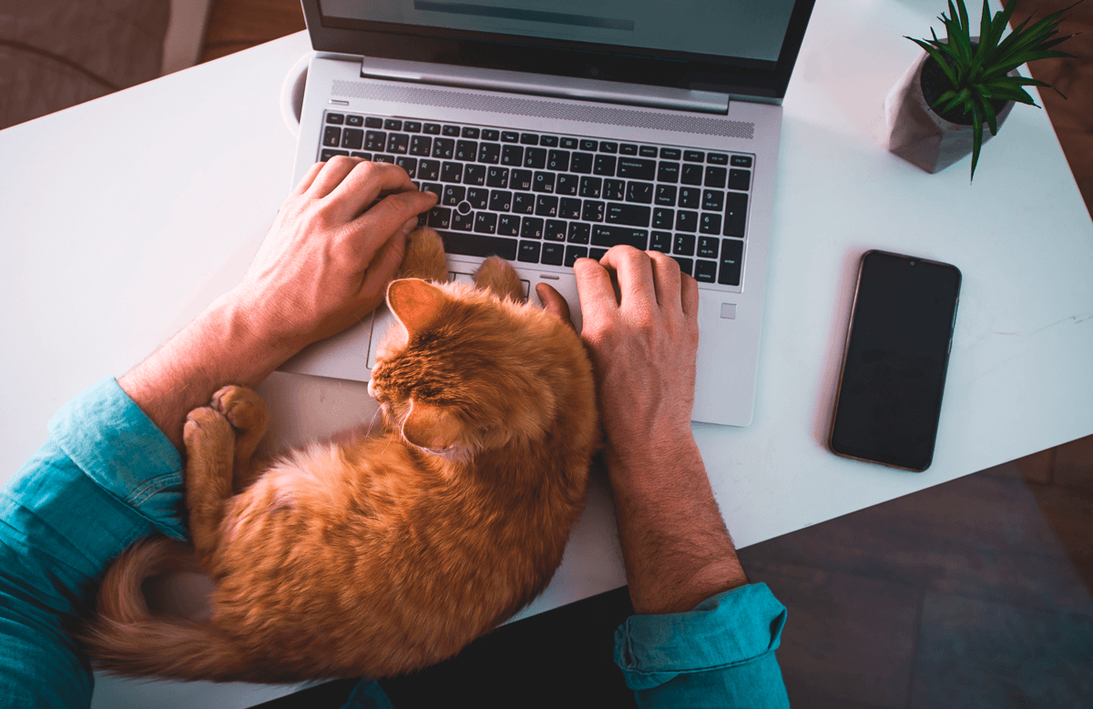 9 similitudes entre los humanos y los gatos - MichiMío