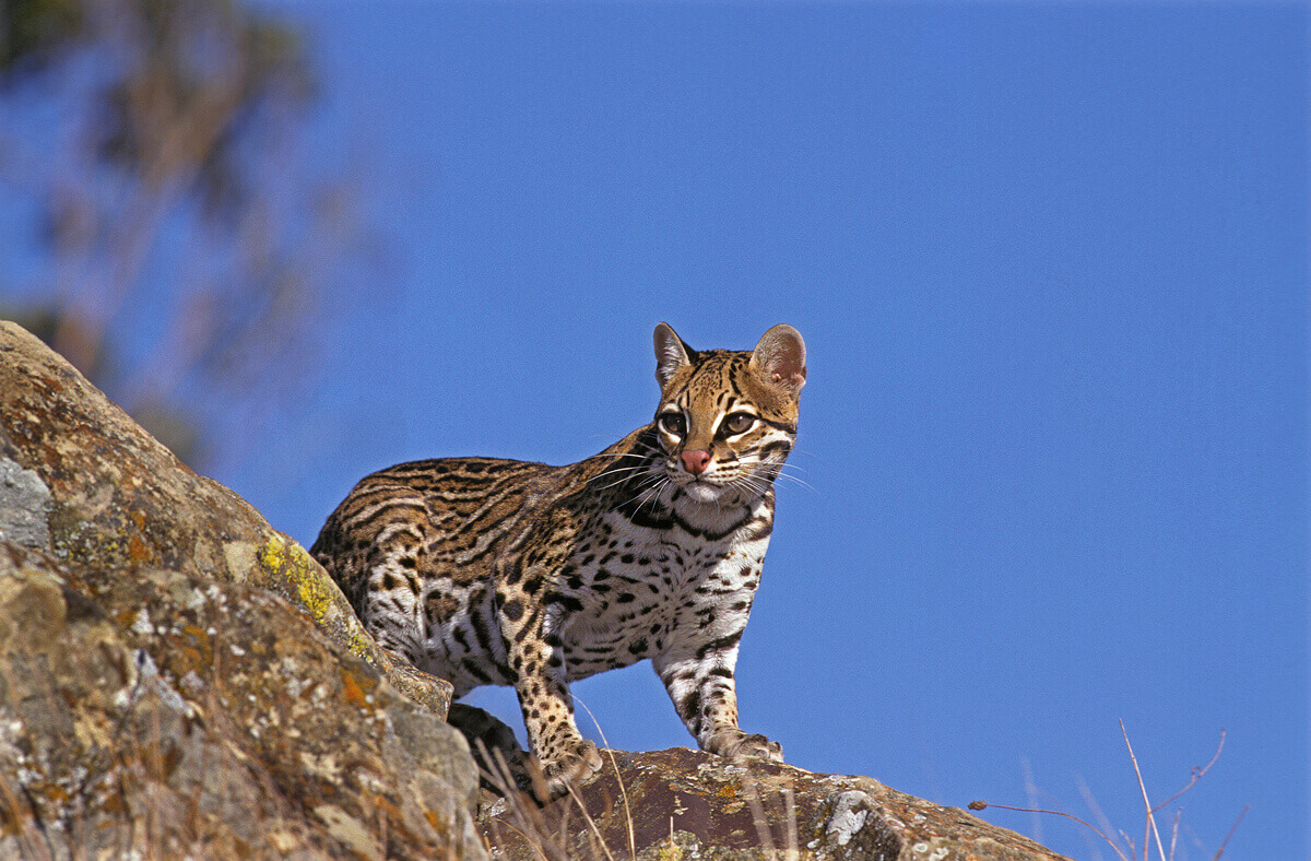 El Ocelote, el gato de Salvador Dalí - MichiMío